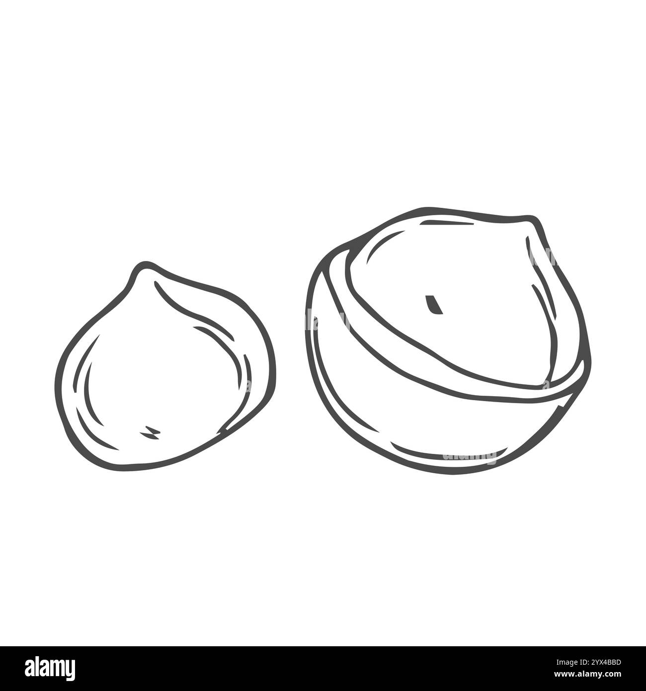 Vector macadamia nut illustration. Shelled and cracked macadamia nuts ...
