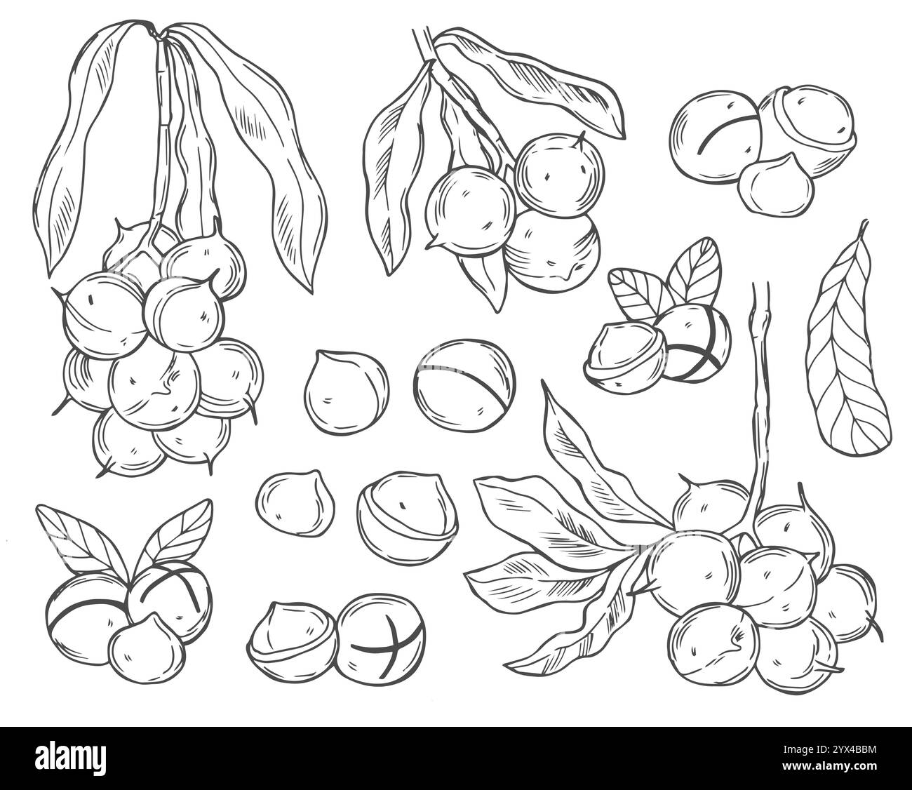 Vector Macadamia Nuts Sketches Collection, Black Outline Drawings ...