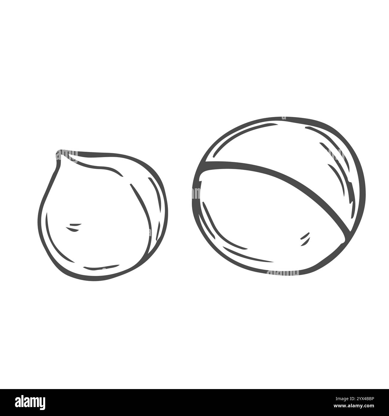 Vector macadamia nut illustration. Shelled and cracked macadamia nuts ...