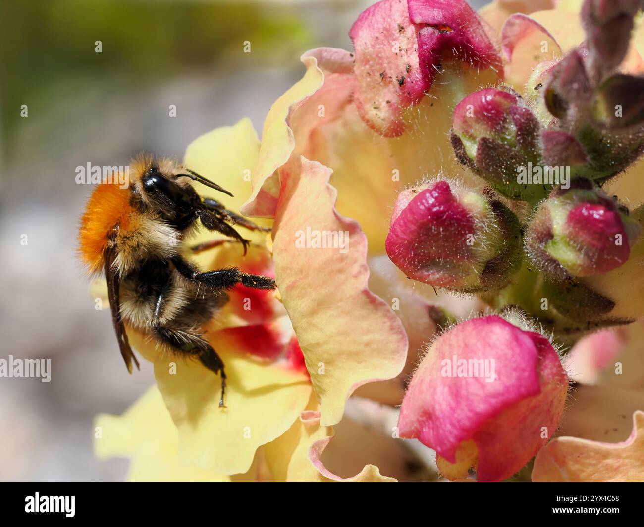 Macro of bumblebee (Bombus) gathering on snapdragon flower and seen ...