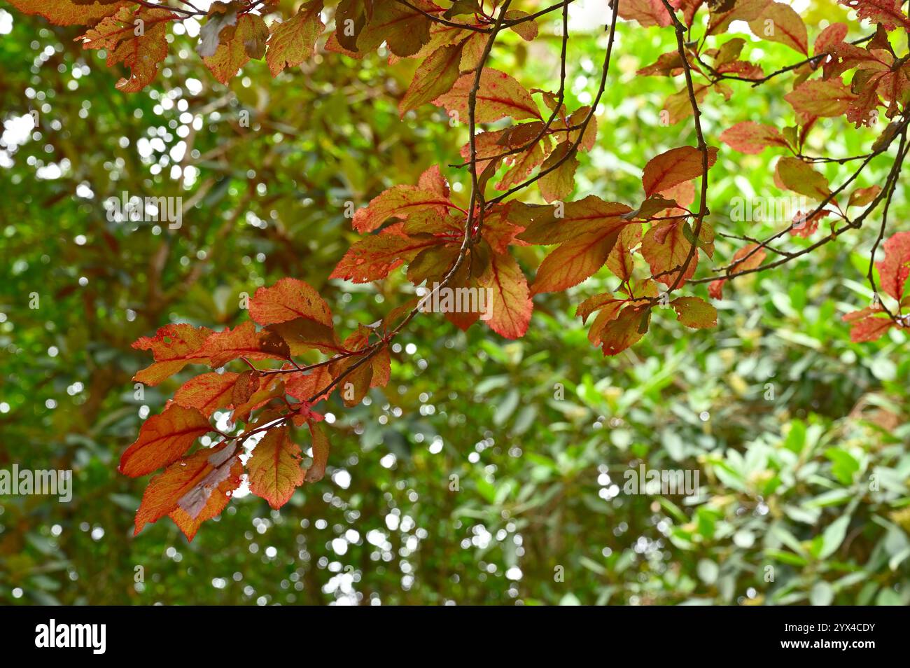 Red summer foliage of black cherry plum Prunus cerasifera 'Nigra' UK ...