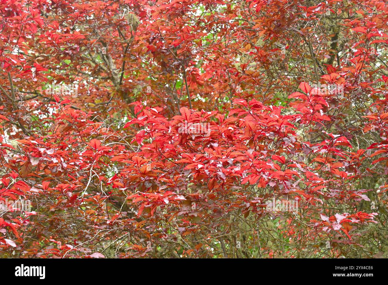 Red summer foliage of black cherry plum Prunus cerasifera 'Nigra' UK ...