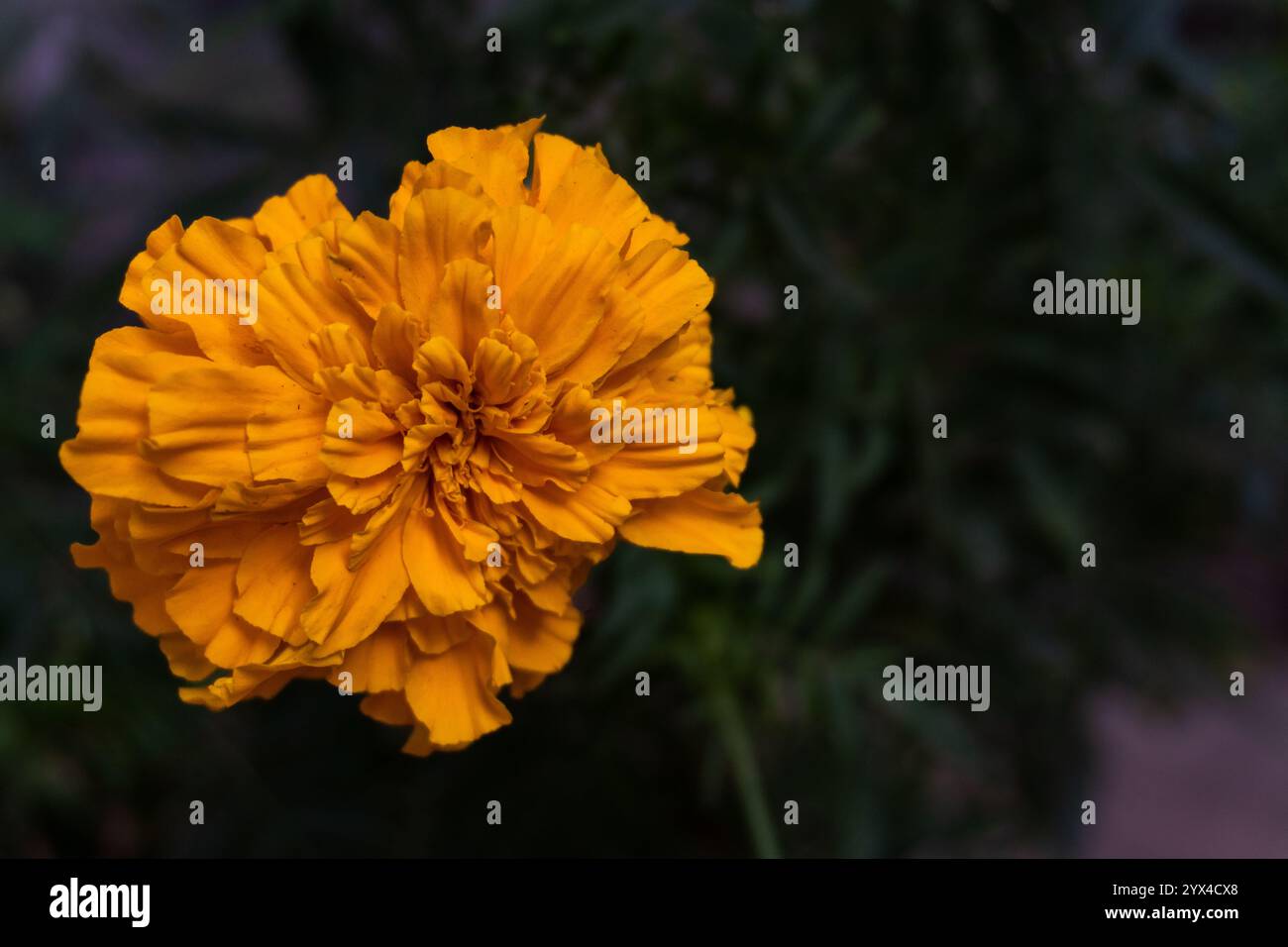 Yellow genda hi-res stock photography and images - Alamy