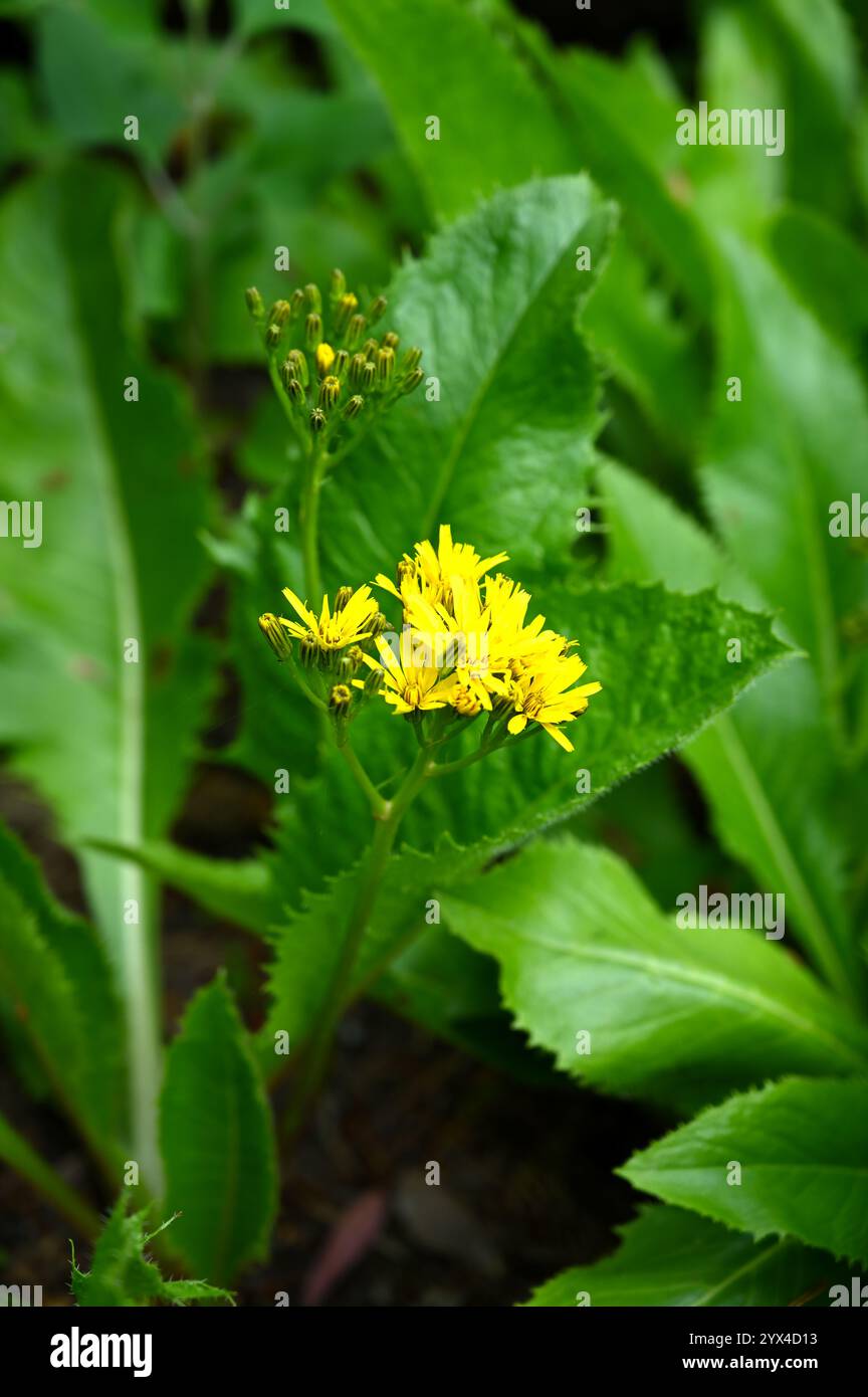 Microderis hi-res stock photography and images - Alamy