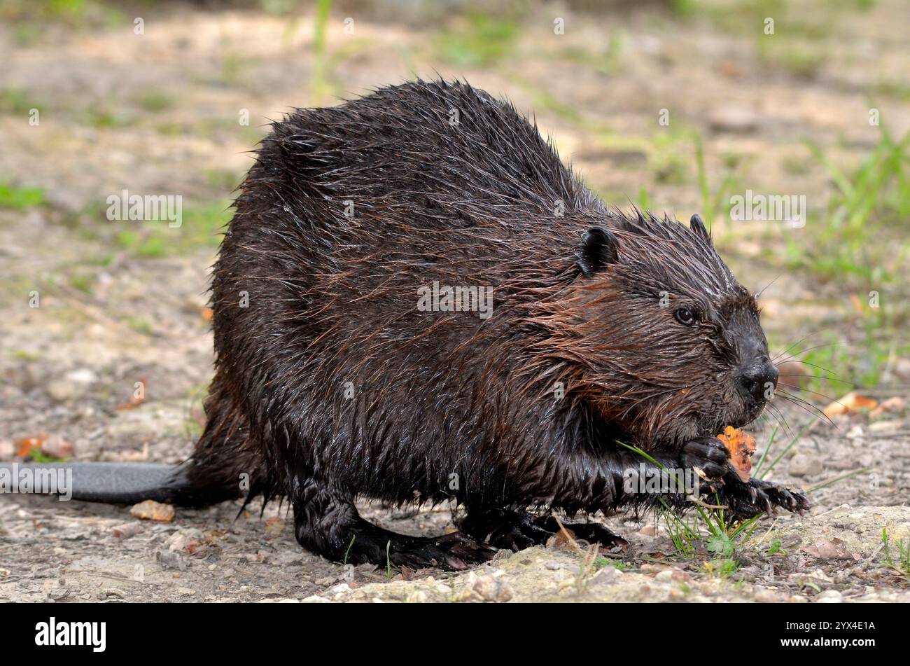 North American Beaver (Castor canadensis), view of profile, and eating ...
