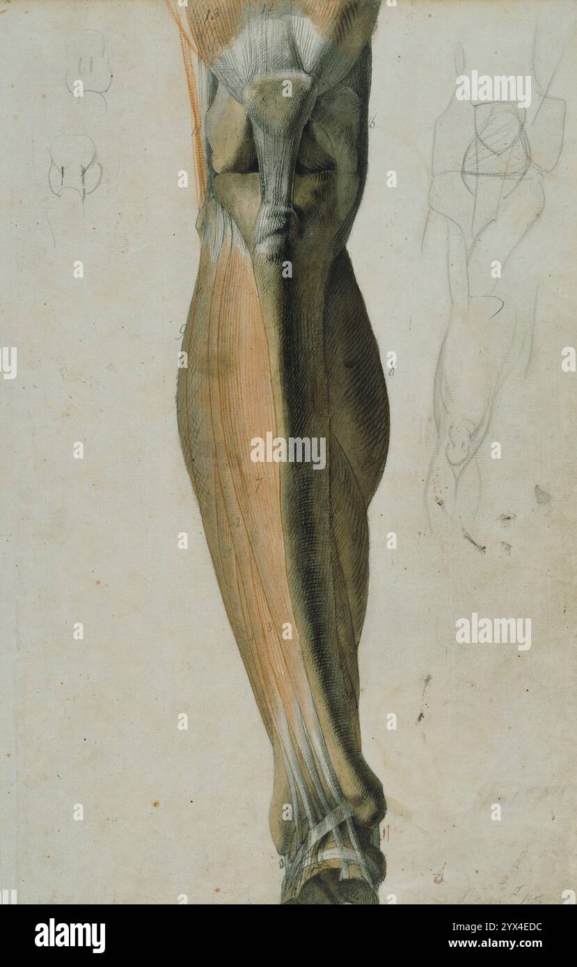 Anatomical drawing of the bones and muscles of the lower leg, 5 June ...