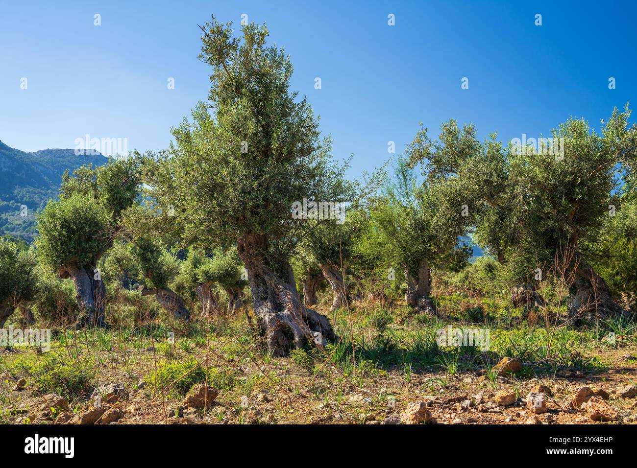 Mountainous olive tree's hi-res stock photography and images - Alamy