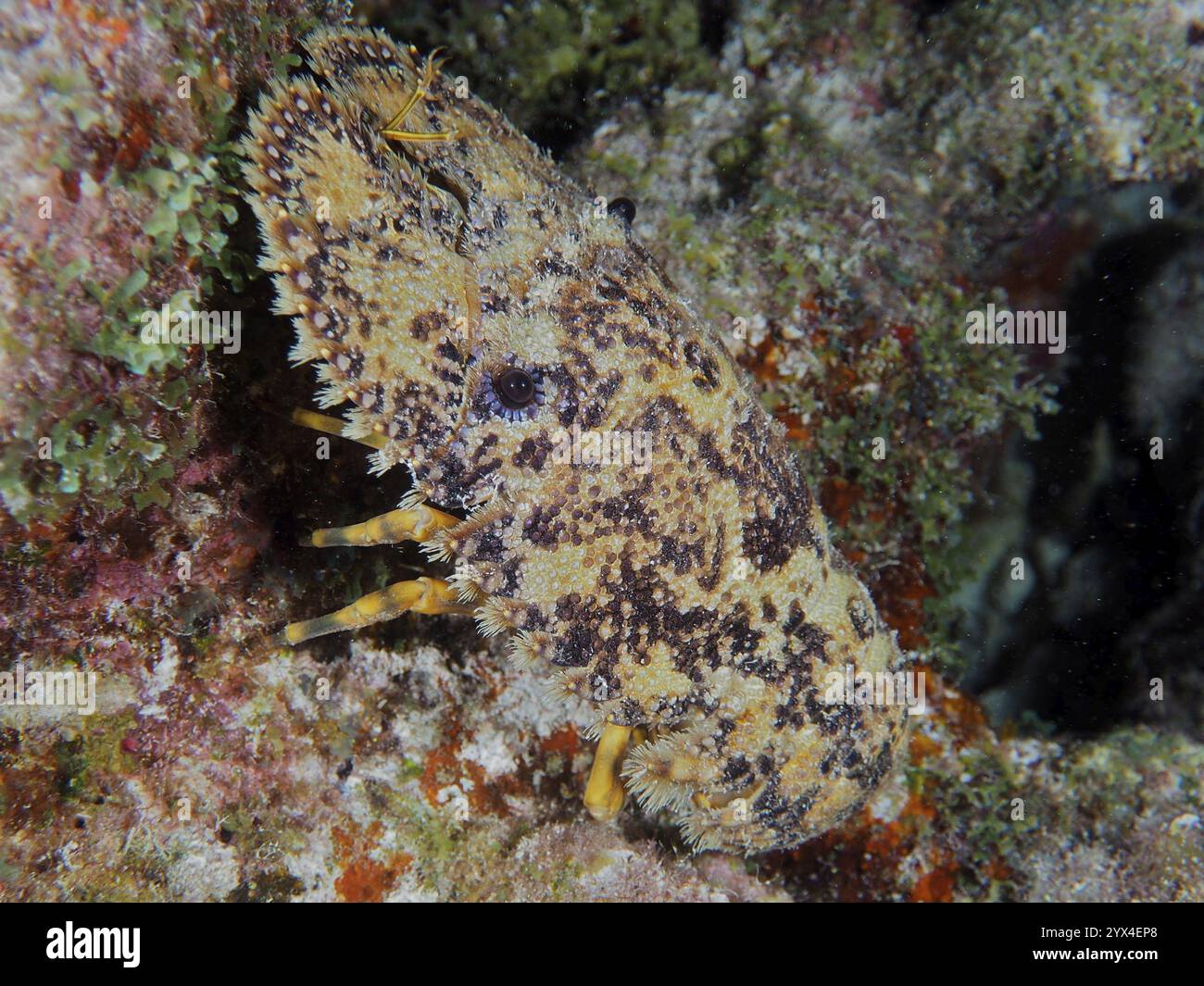 Lateral close-up of a camouflaged sea creature with distinctive ...