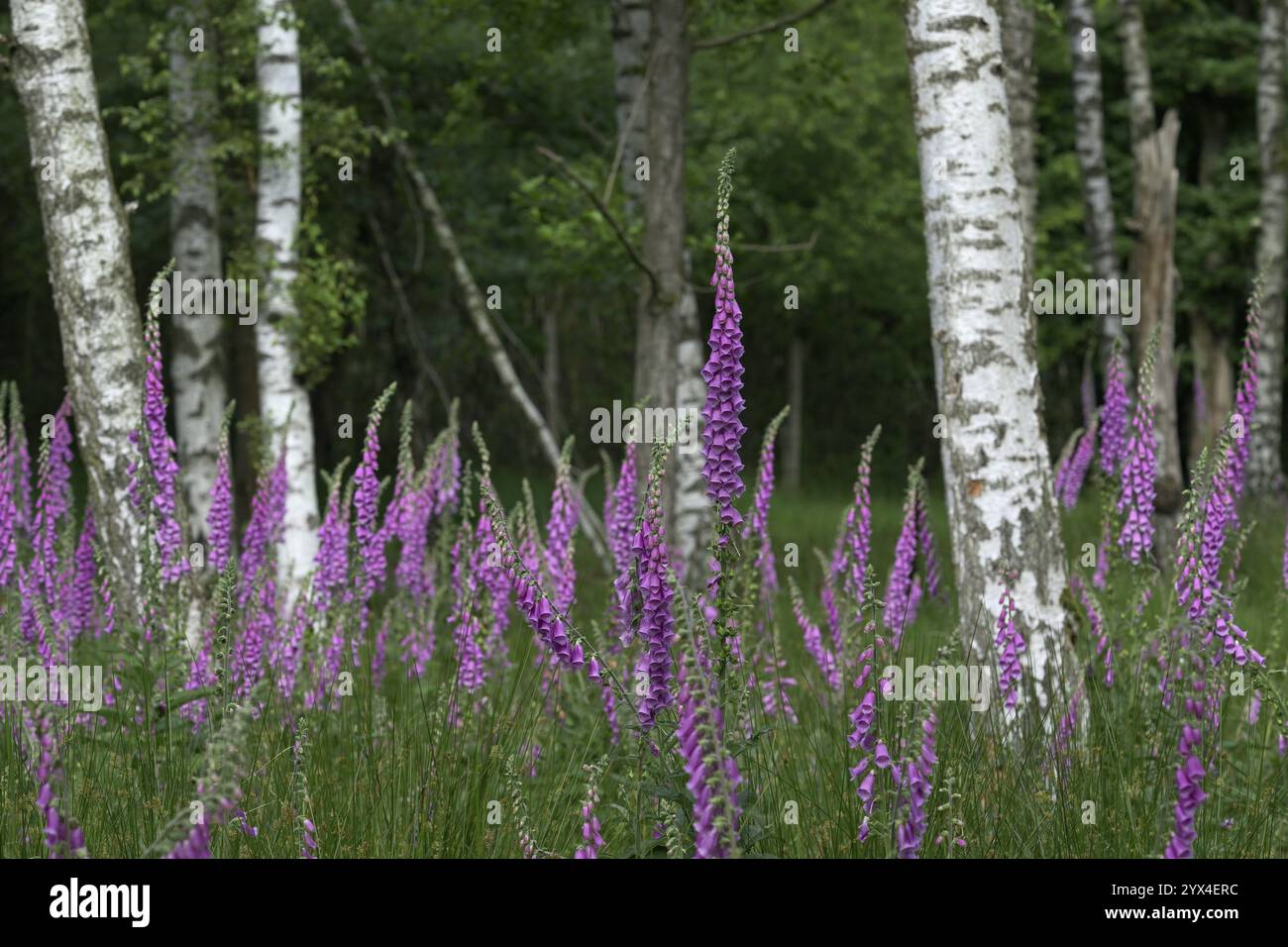 Common foxglove (Digitalis purpurea) and birch trees (Betula pendula ...