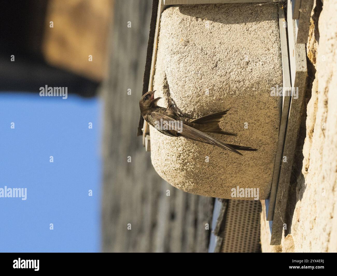 Swift boxes hi-res stock photography and images - Alamy