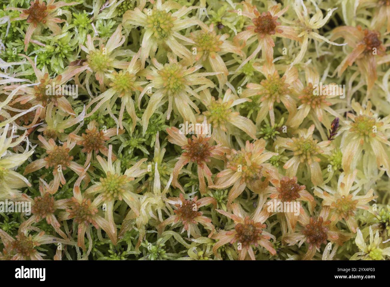 Sphagnum moss palustre bryophyta hi-res stock photography and images ...
