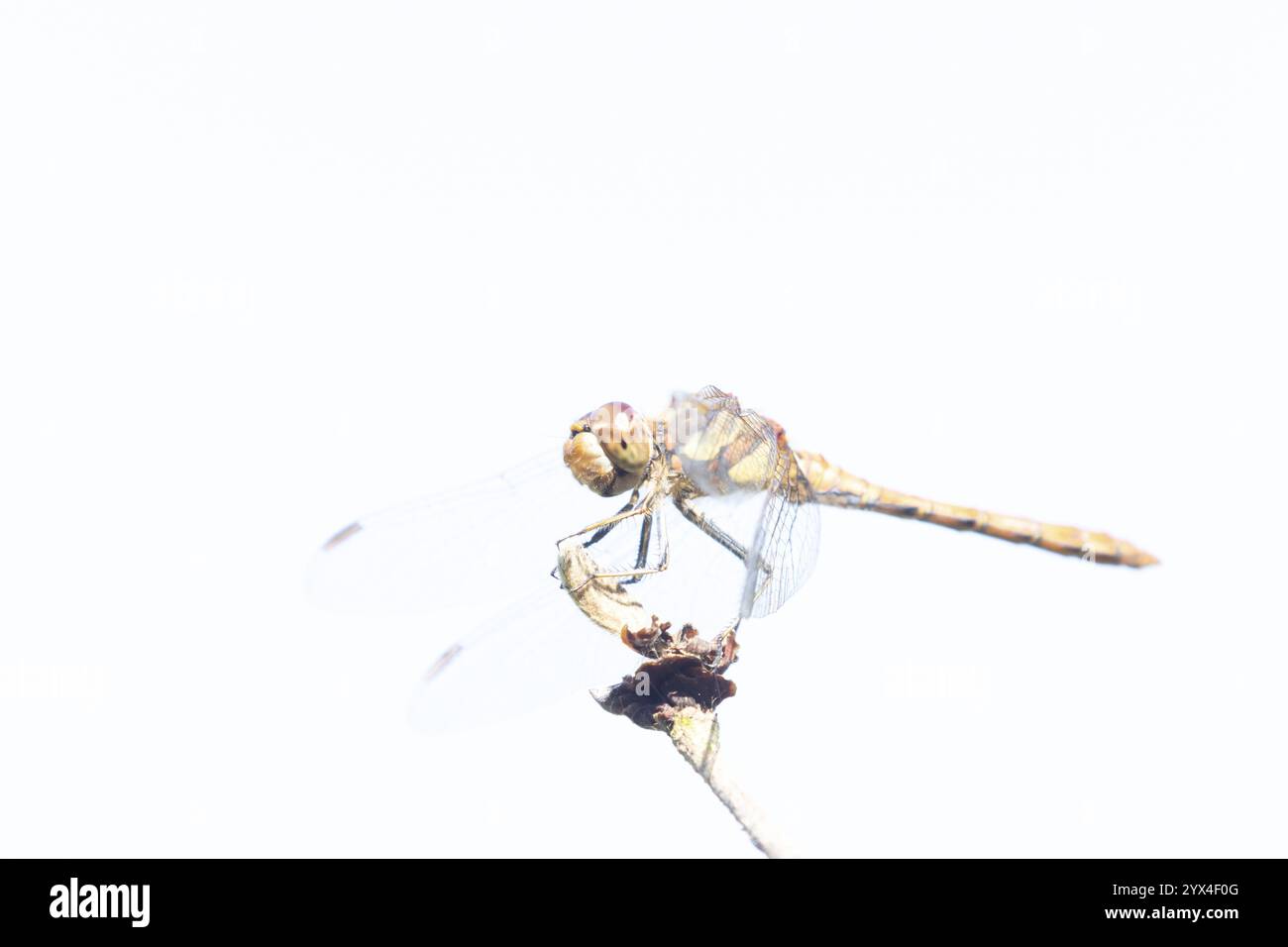 Dragonfly in summer on Cut Out Stock Images & Pictures - Alamy
