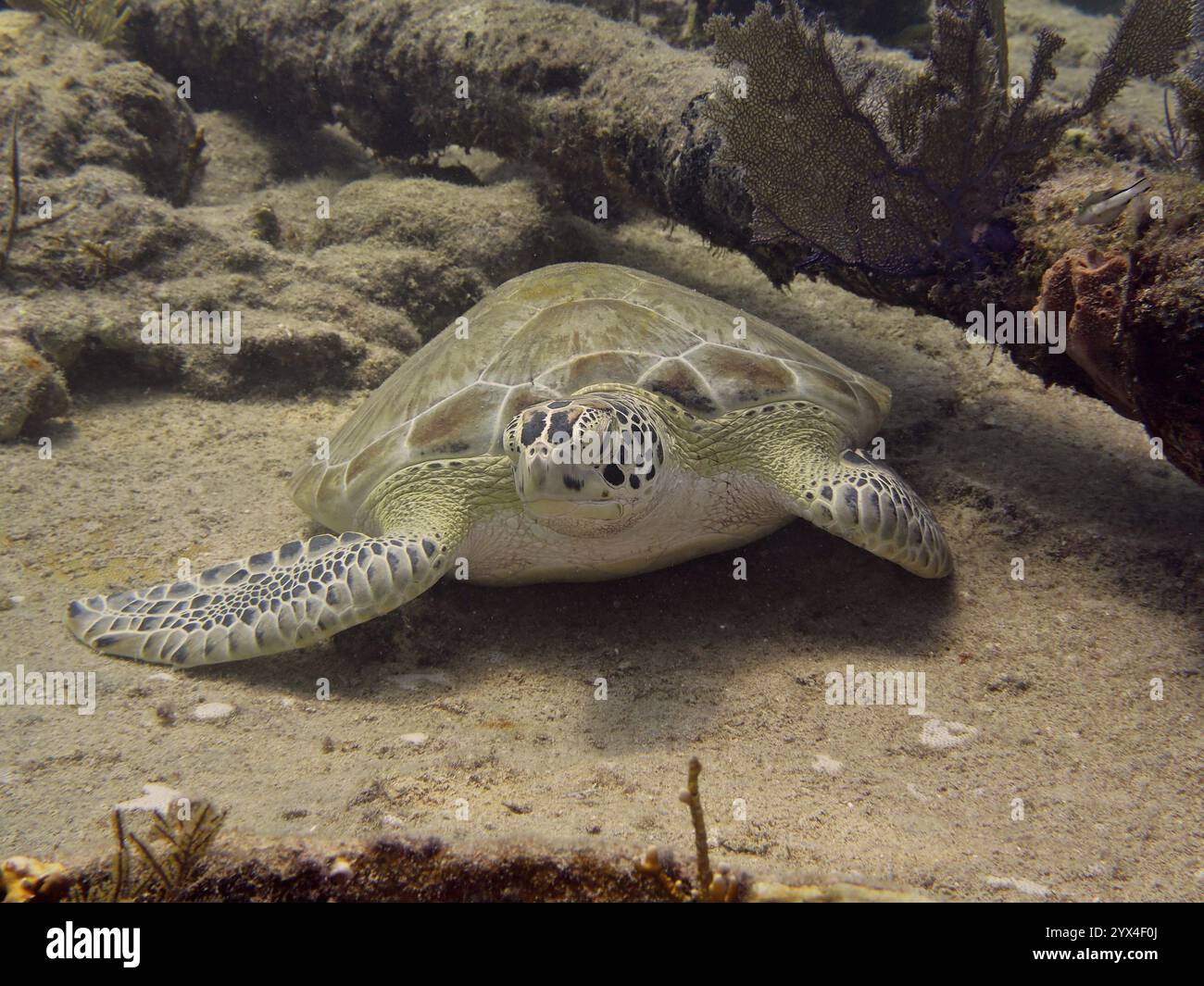 Hawksbill sea turtle (Eretmochelys imbricata imbricata) resting quietly ...