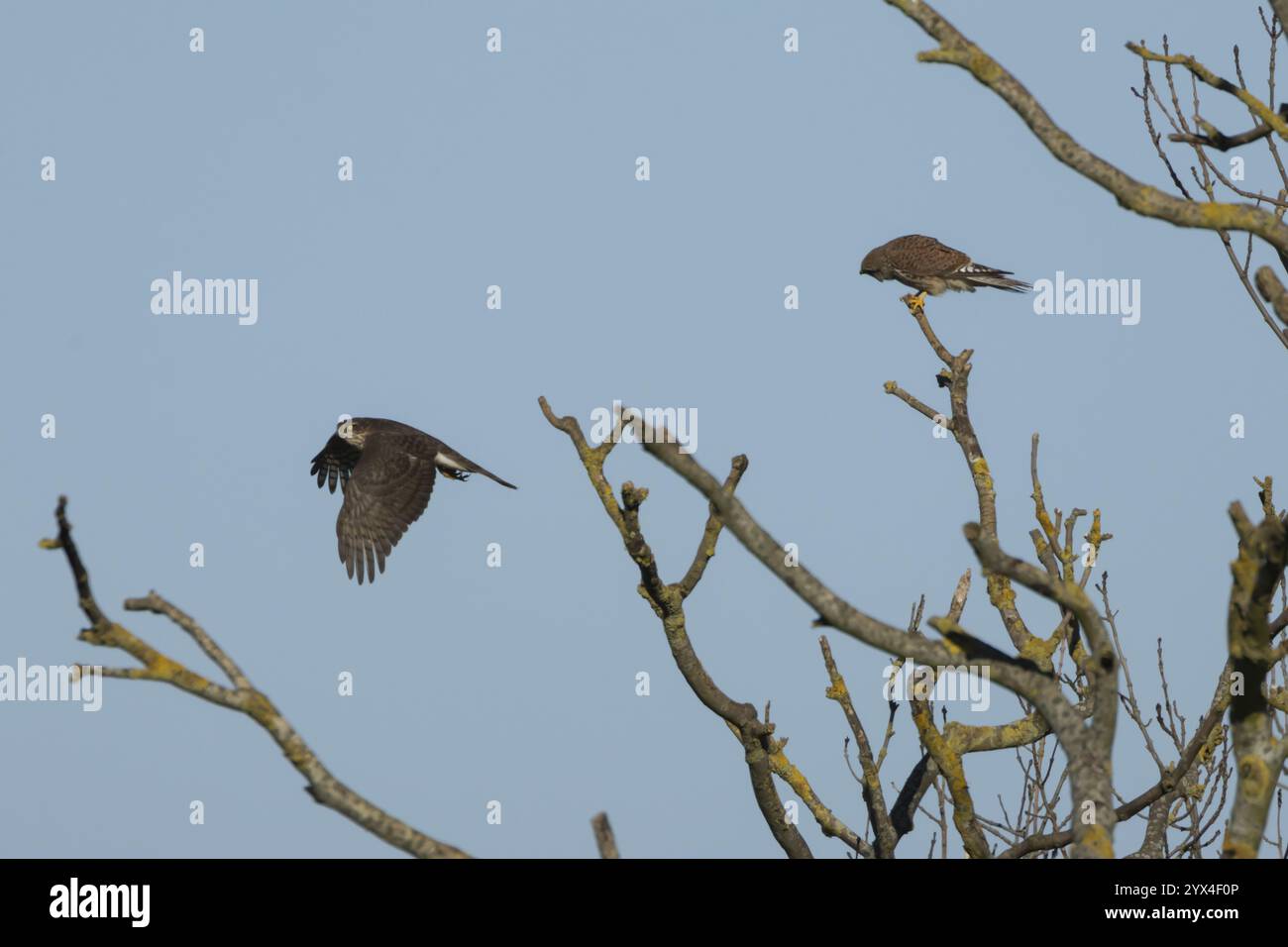 E falconinae hi-res stock photography and images - Alamy