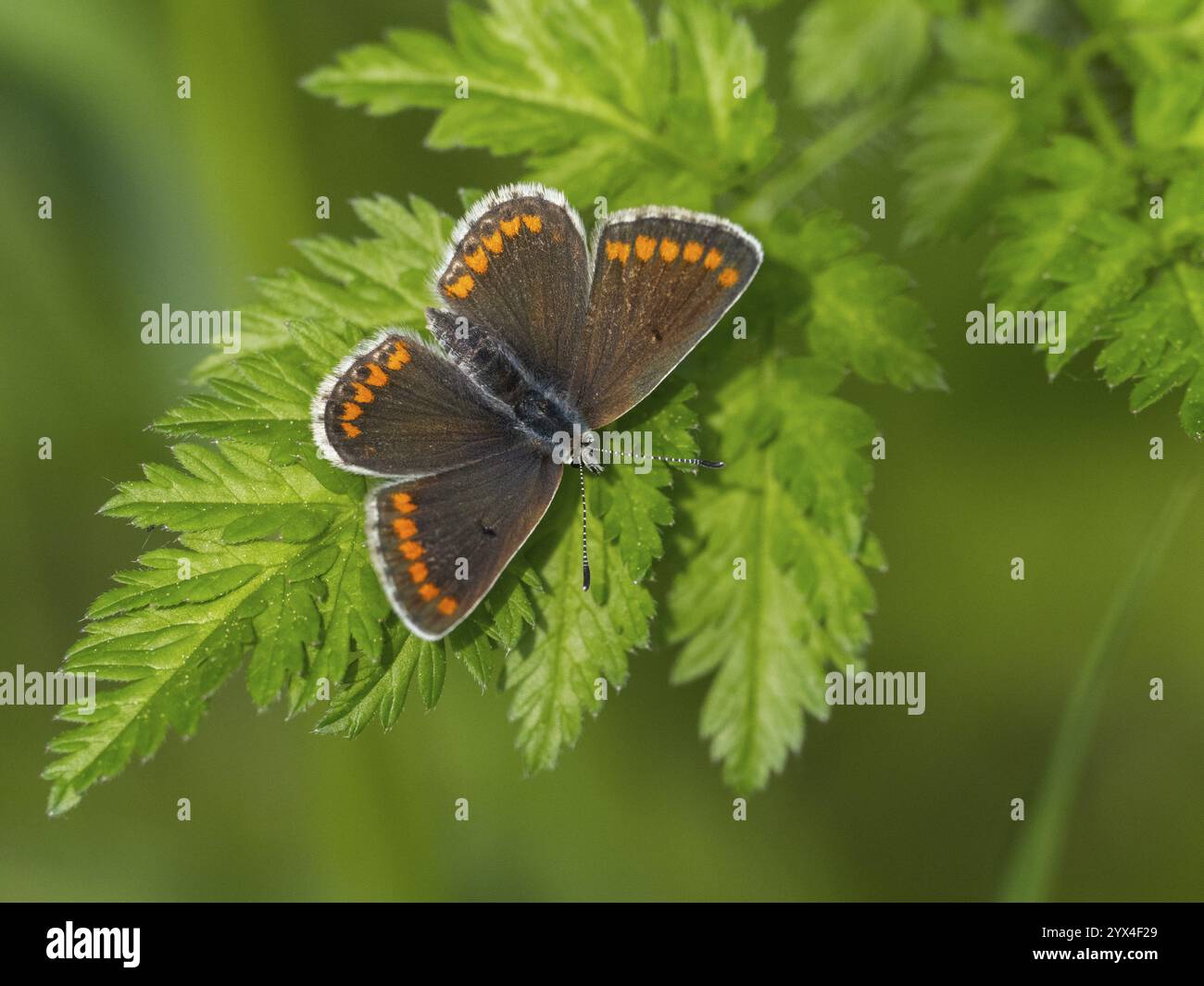 Common blue butterfly (Polyommatus icarus), female on plant leaf ...