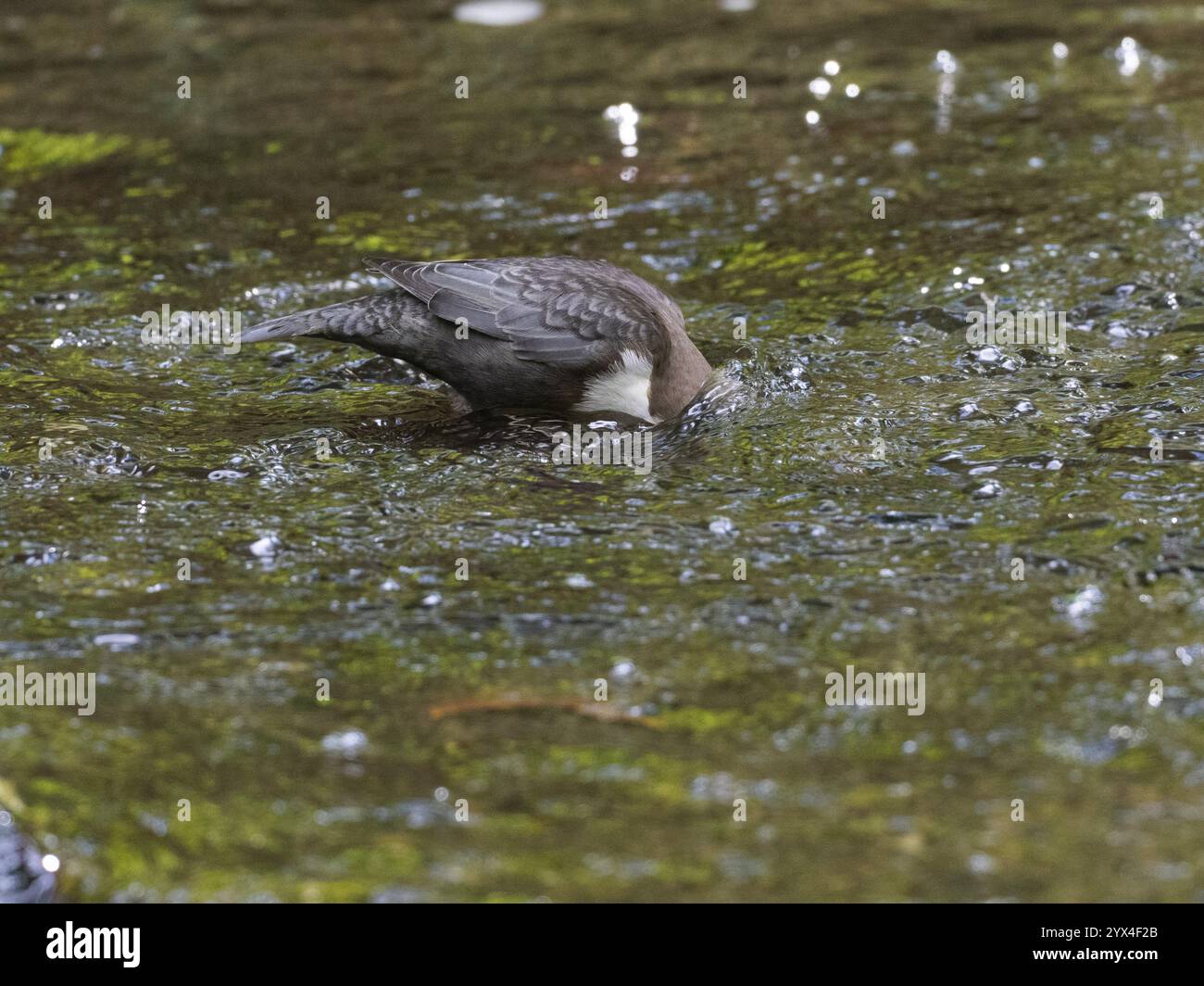 Common Dipper (Cinclus cinclus), adult bird walking through shallow ...