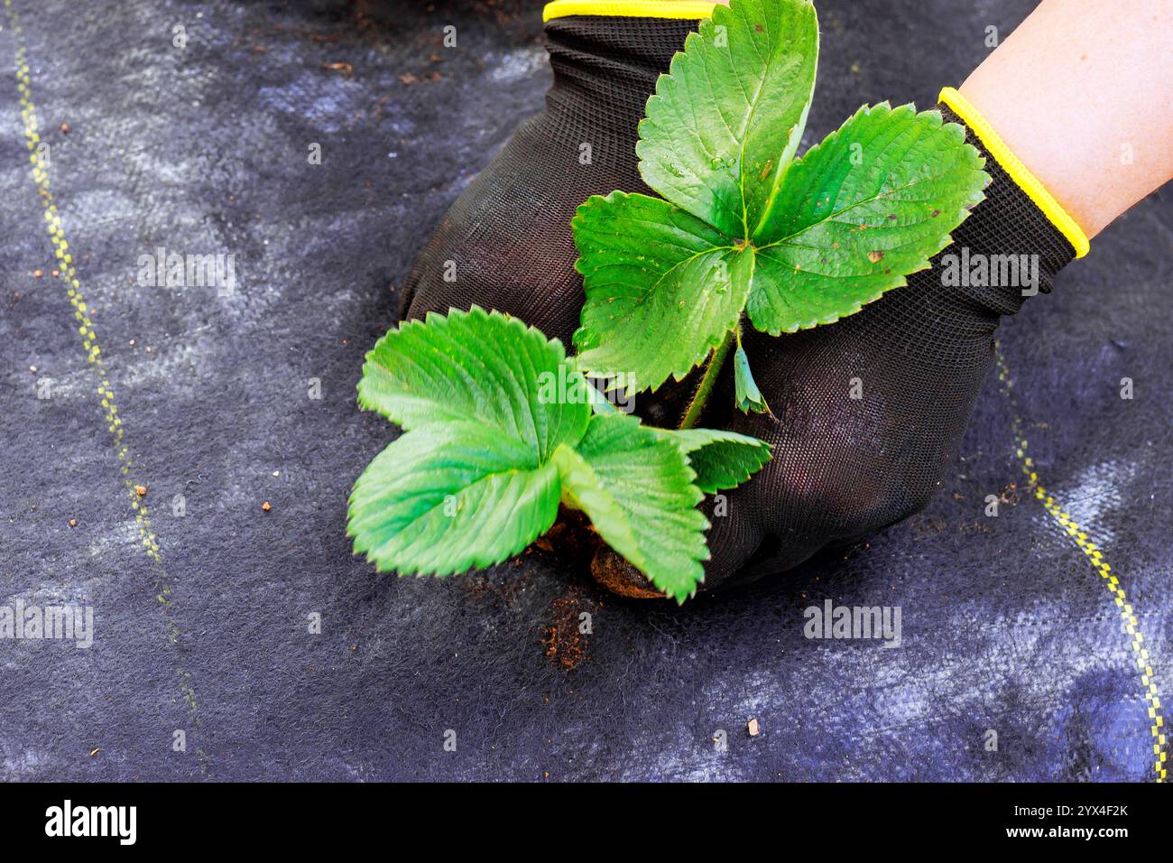 Gardening, female hand plants strawberry seedlings in prepared bed of ...