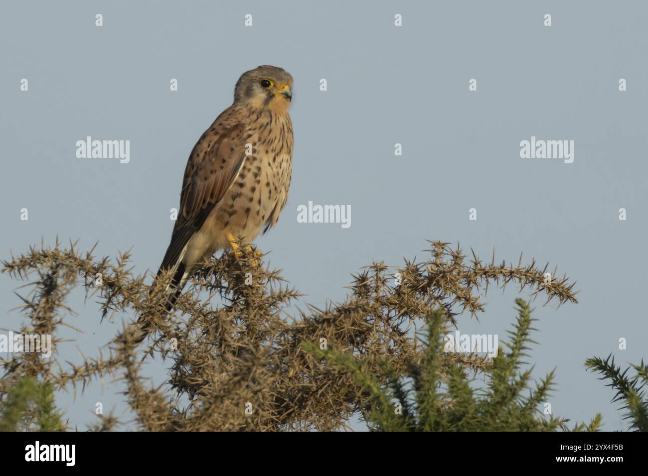 Common kestrel (Falco tinnunculus) adult falcon bird on a Gorse bush ...