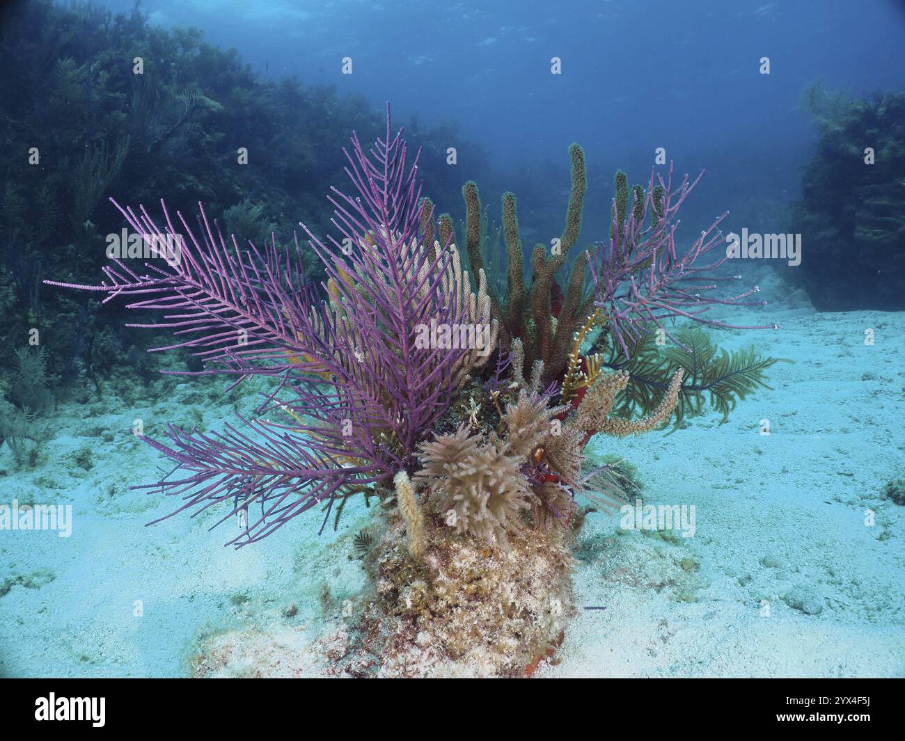 Living corals in different colours, American gorgonian (Antillogorgia ...
