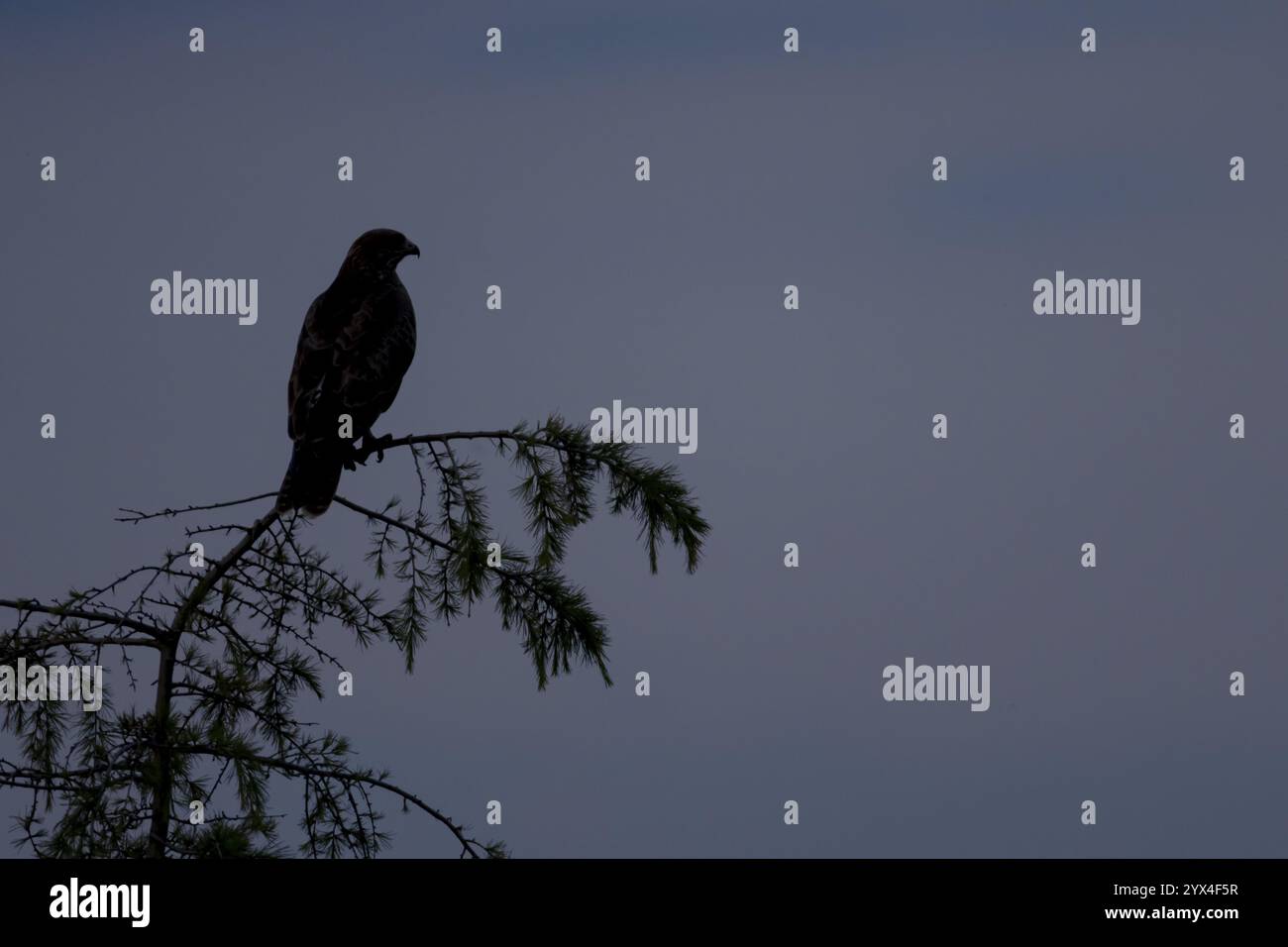 Common buzzard (Buteo buteo) silhouette of an adult bird of prey on a ...