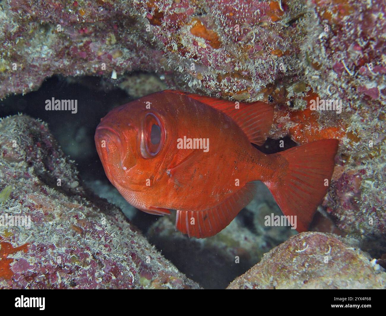 Red fish, Atlantic bigeye (Priacanthus arenatus), hiding in a coral ...