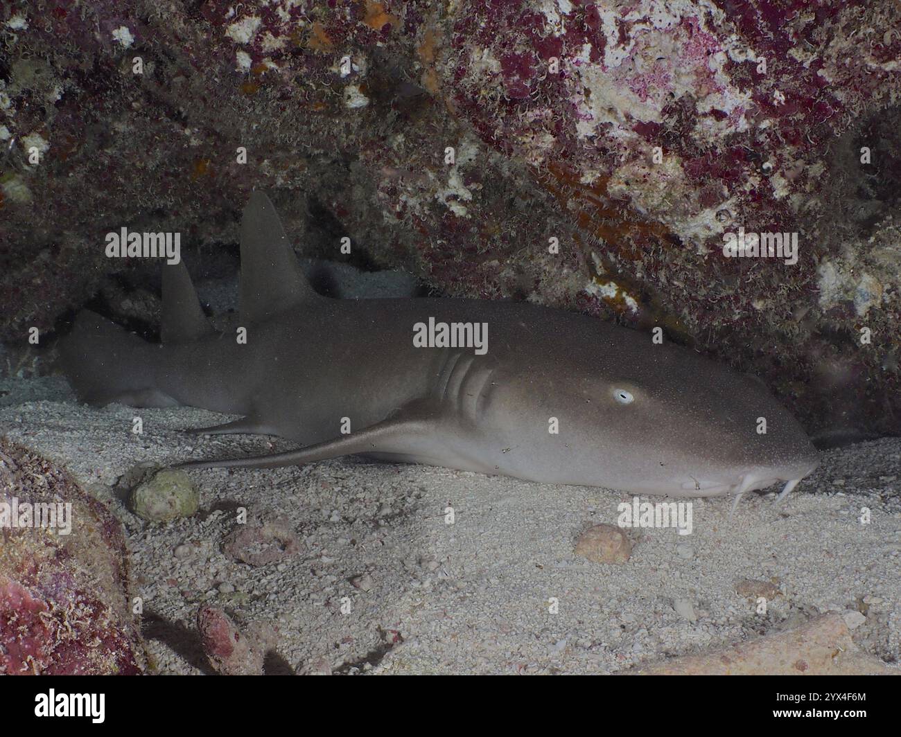 Atlantic nurse shark (Ginglymostoma cirratum) lies under rocks on a ...