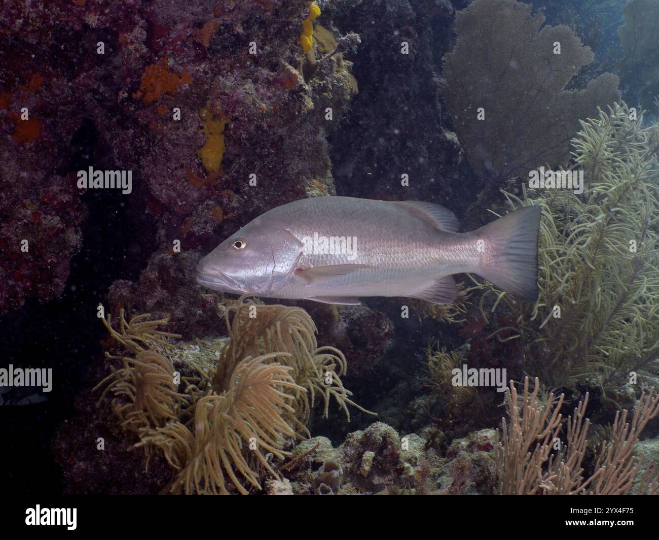 A Cubera snapper (Lutjanus cyanopterus) swims next to corals in a ...