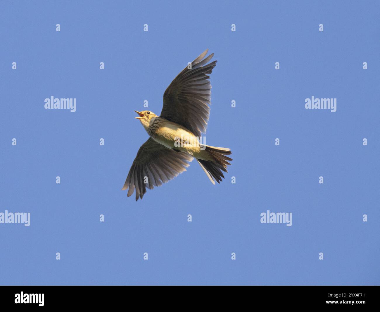 Eurasian skylarks singing hi-res stock photography and images - Alamy