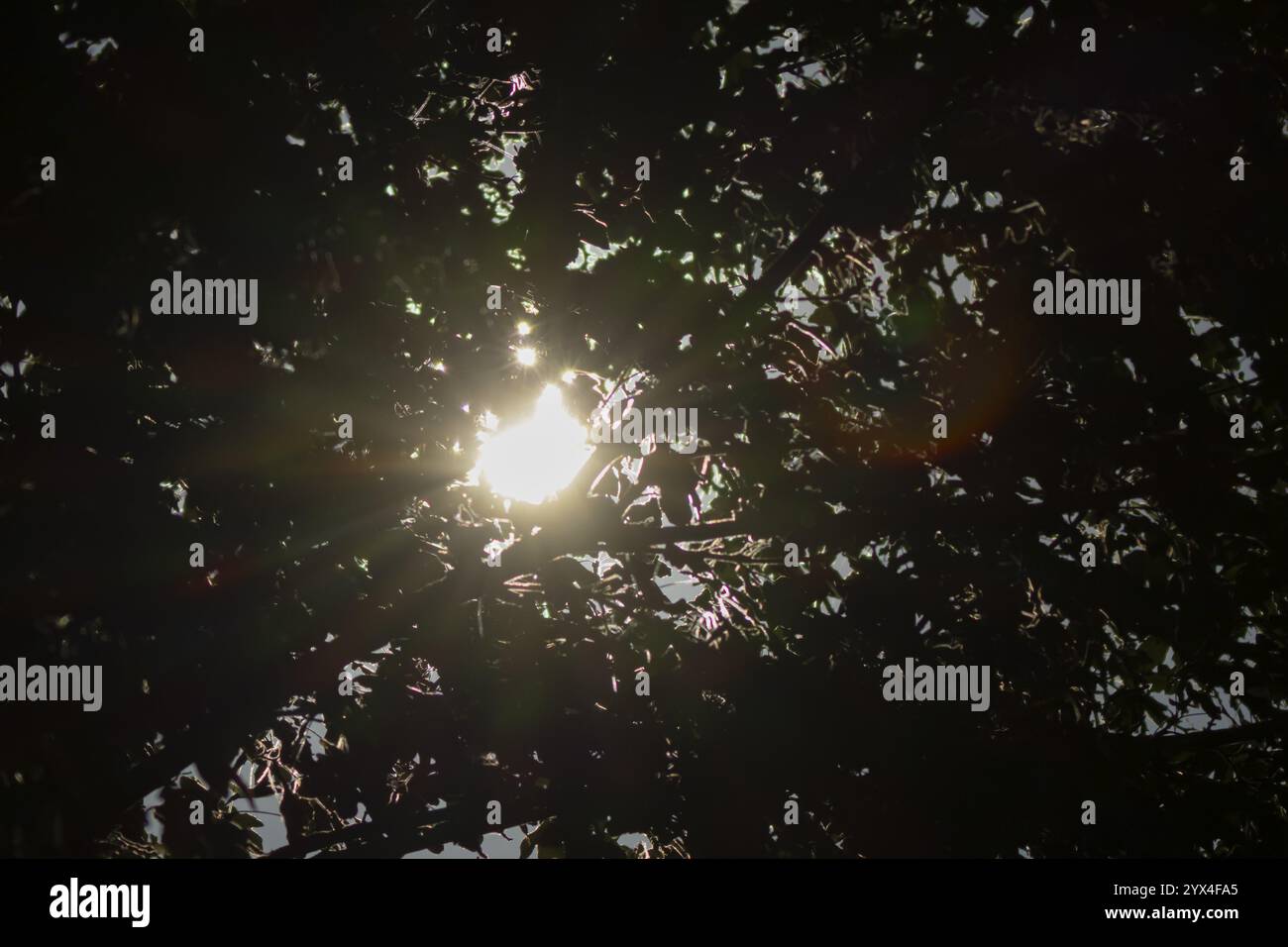 Sun shining through tree leaves, England, United Kingdom, Europe Stock ...