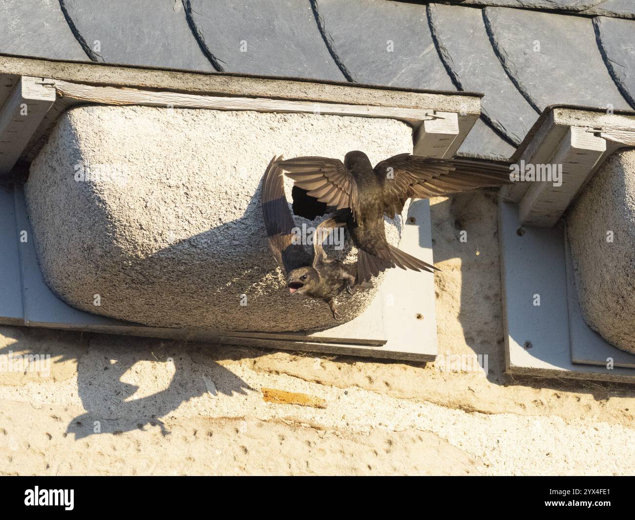 Common swift (Apus apus), adult pair in flight, one leaving its nest ...