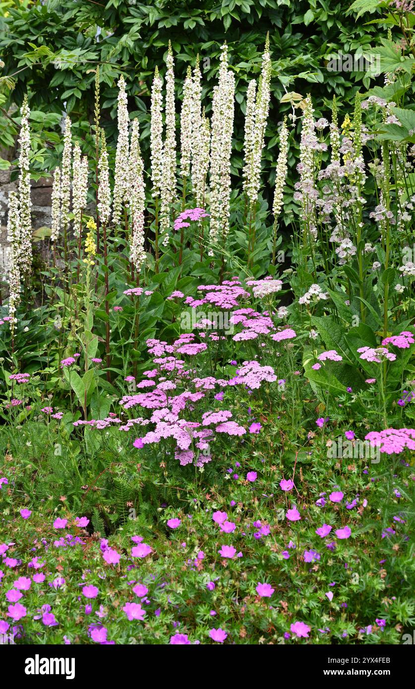 Pink and white summer border planting combination including pink yarrow ...