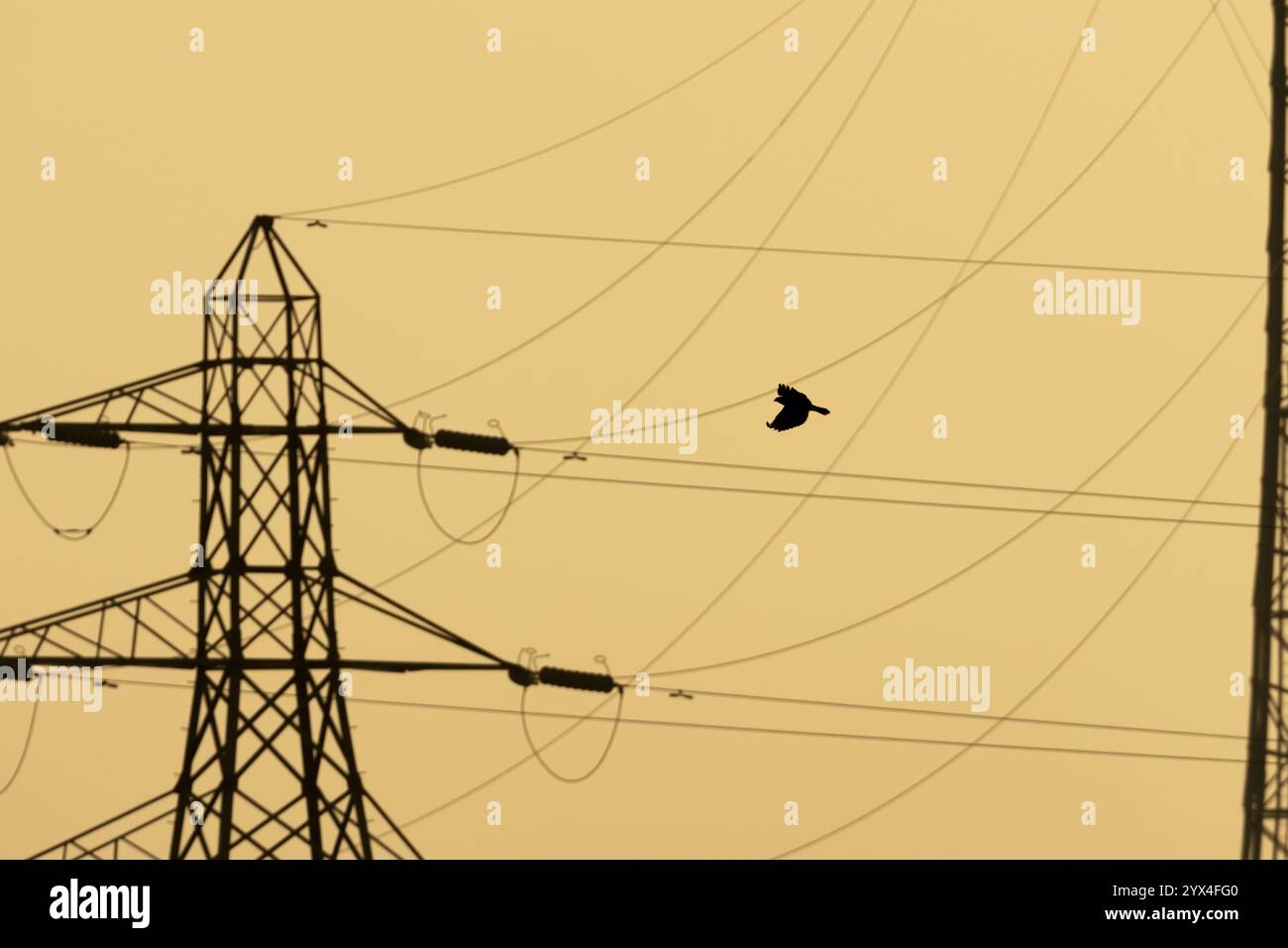 Common buzzard (Buteo buteo) silhouette of an adult bird of prey flying ...