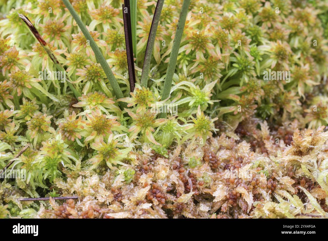 Marsh peat moss (Sphagnum palustre), Province of Drenthe, Netherlands ...