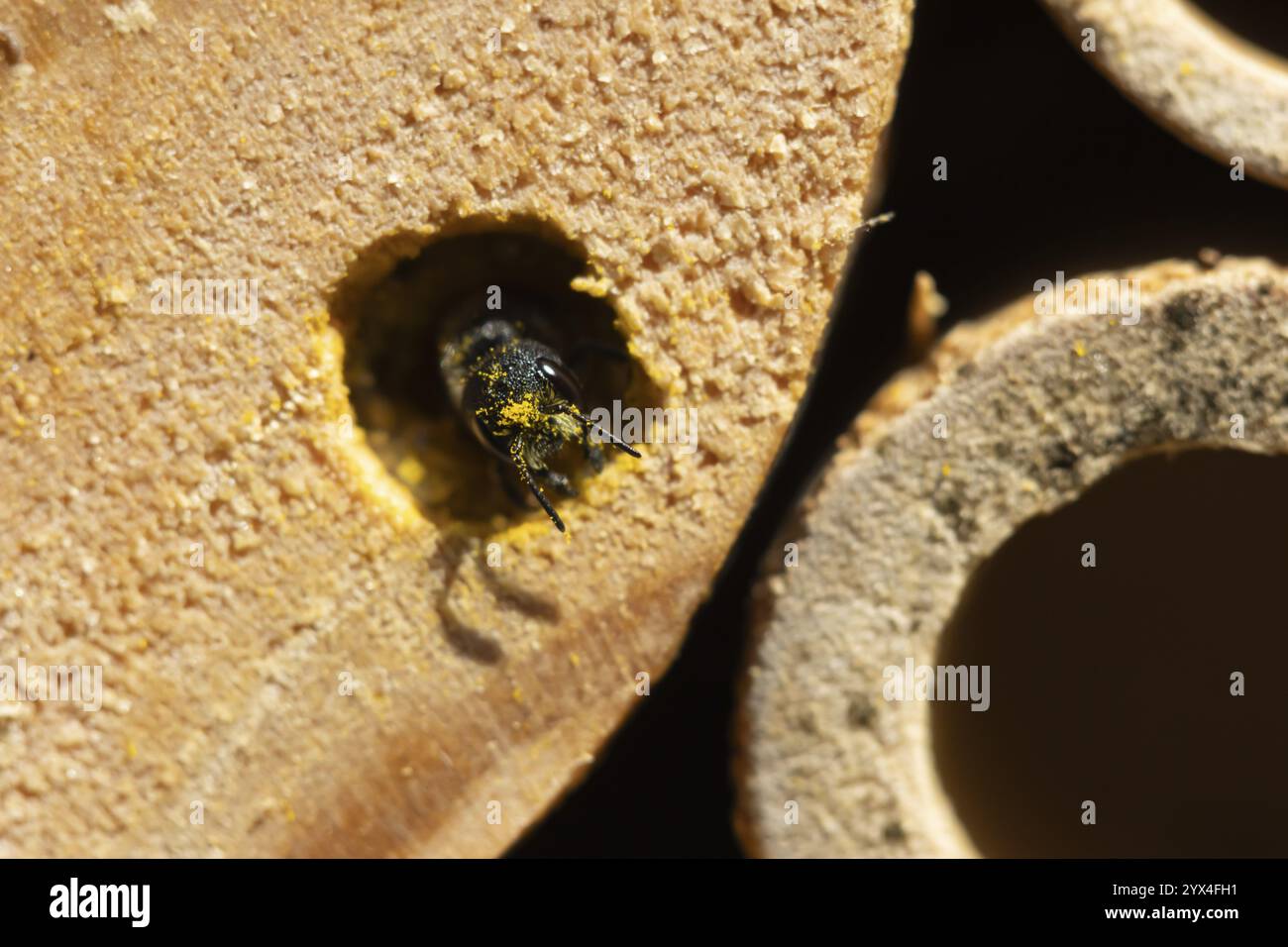 Mining bee (Andrena spp) adult exiting a hole in a garden bee hotel ...