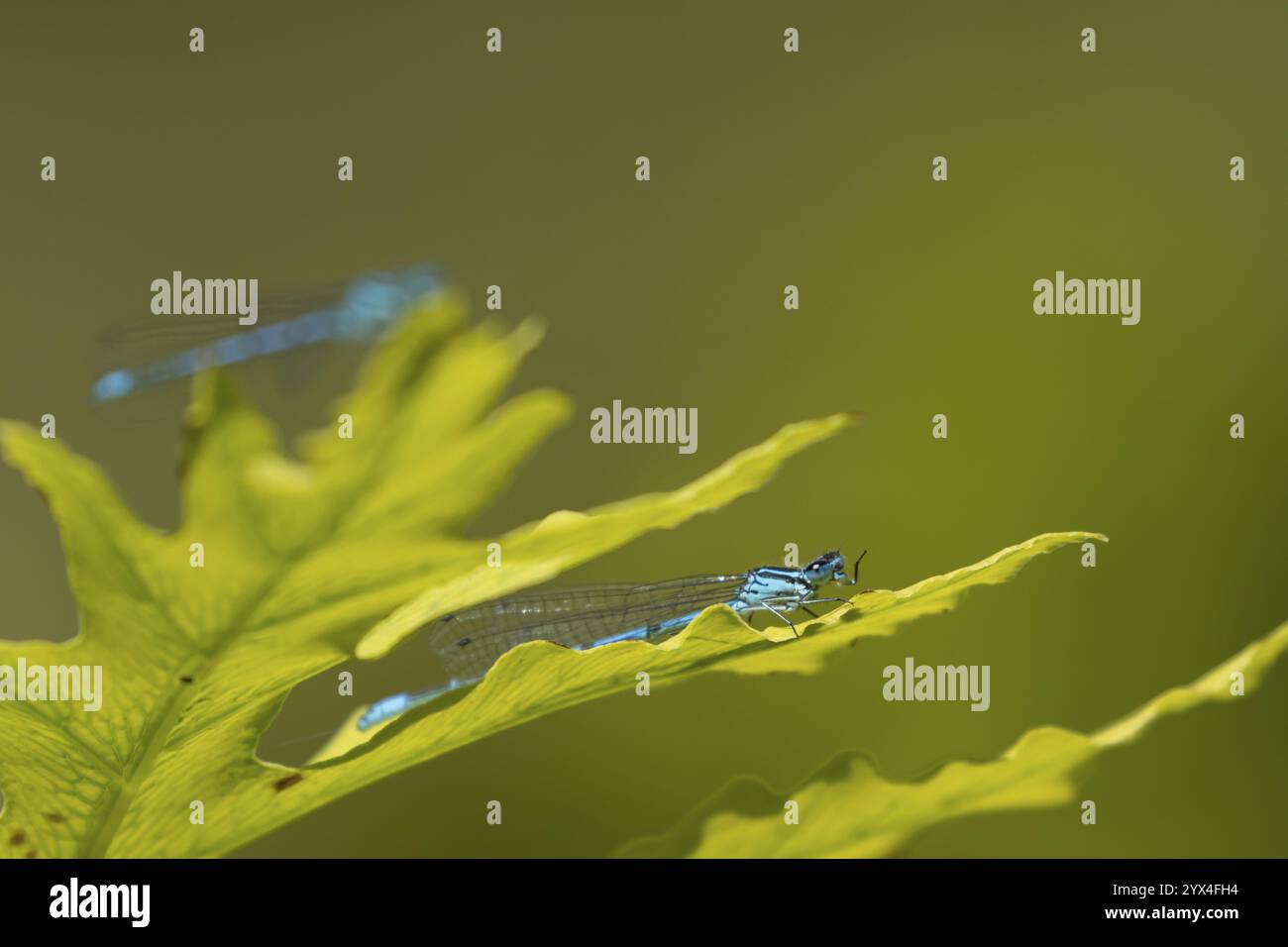 Common blue damselfly (Enallagma cyathigerum) adult male insect resting ...