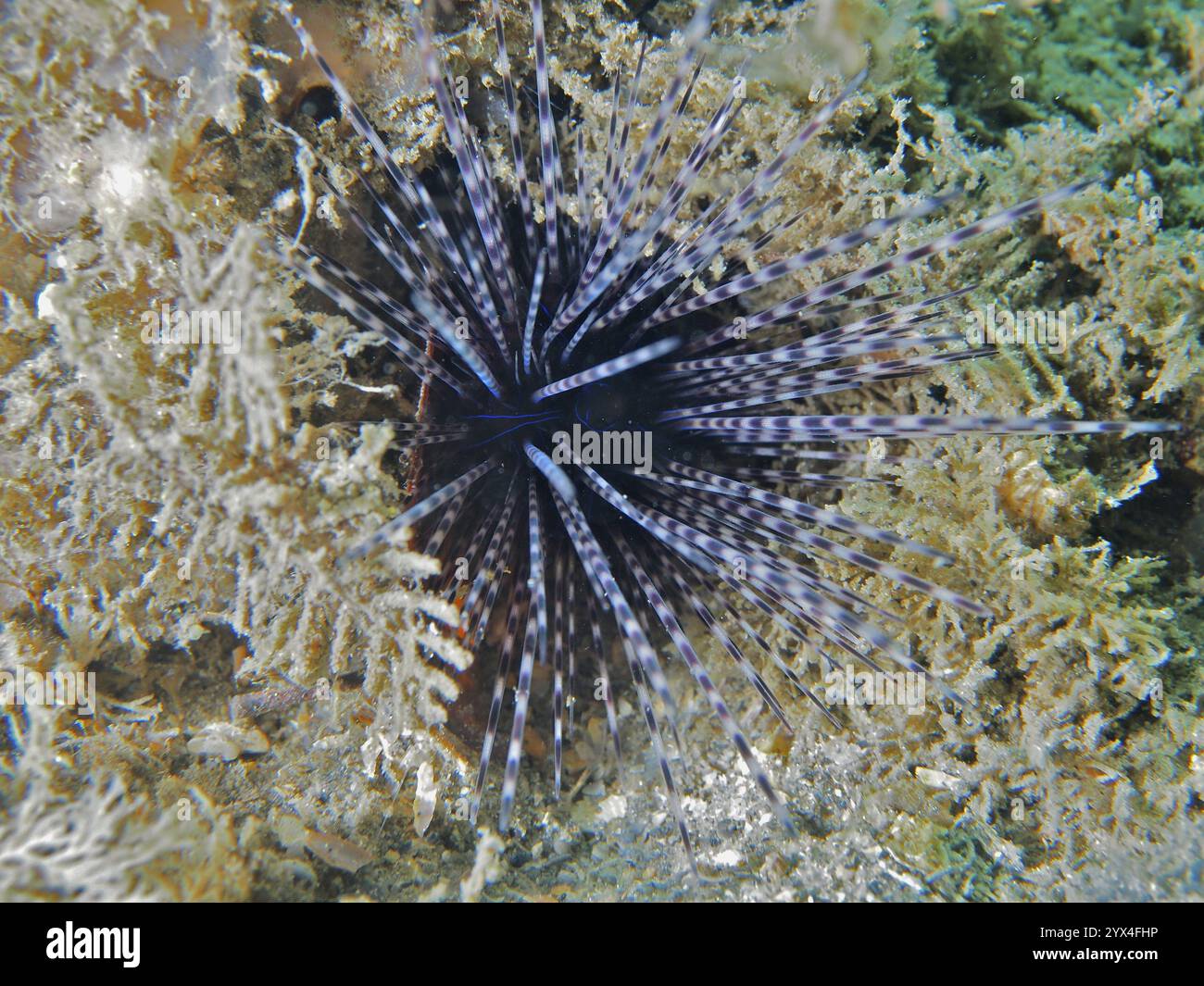Seabed black sea underwater shot hi-res stock photography and images ...