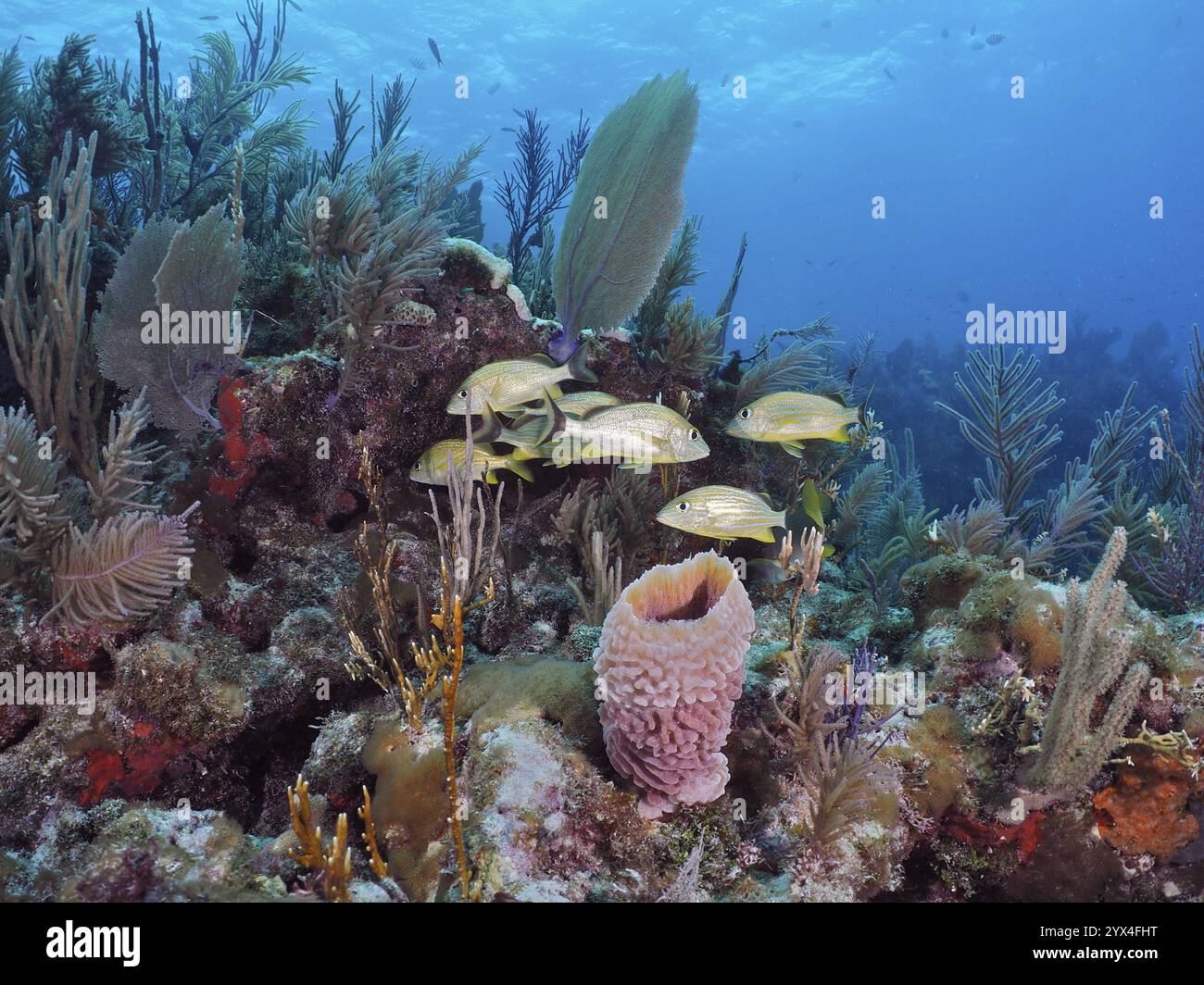 Typical coral reef from the Caribbean, with bluestriped grunts ...