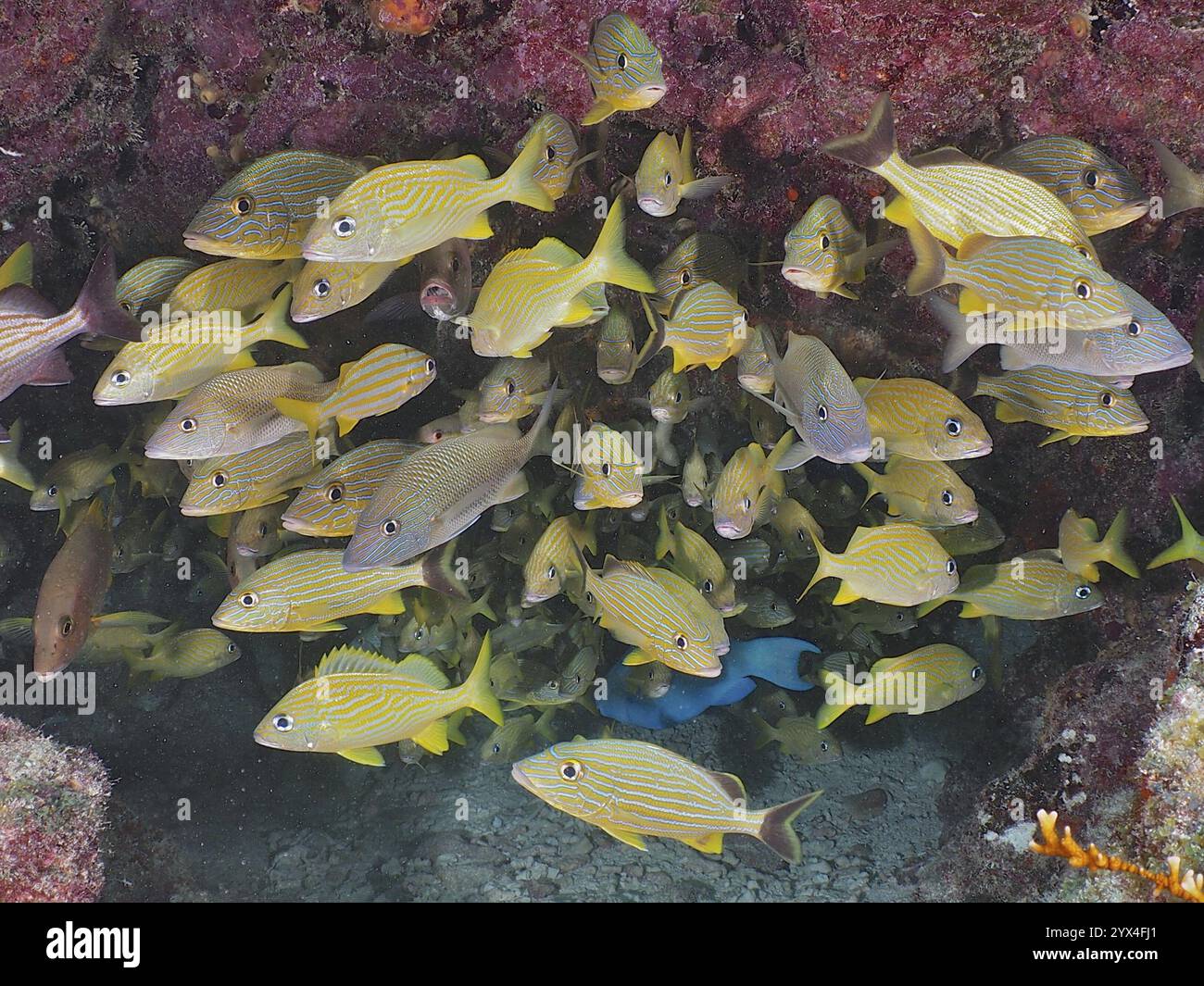 Cave environments hi-res stock photography and images - Alamy