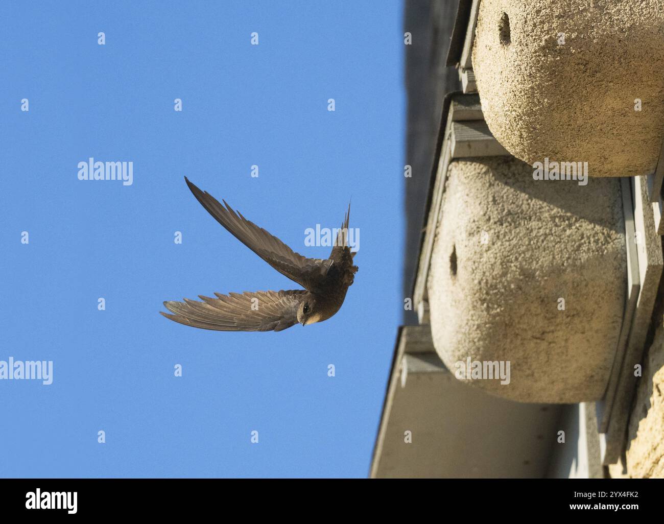 Common swift (Apus apus), adult bird in flight leaving its nest, which ...