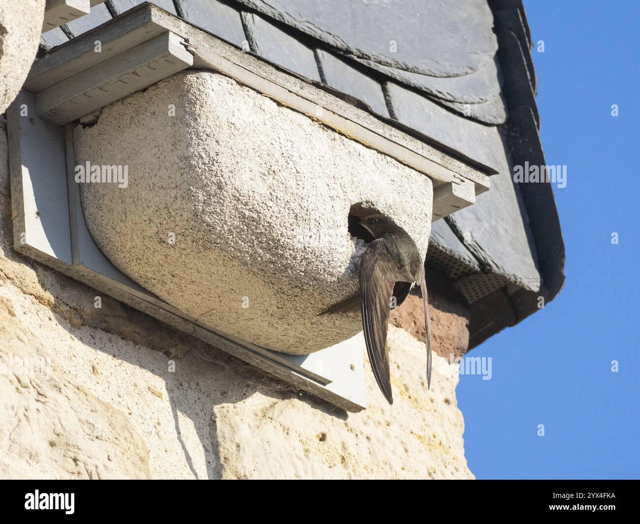Common swift (Apus apus), adult bird at entrance of its nest, which is ...