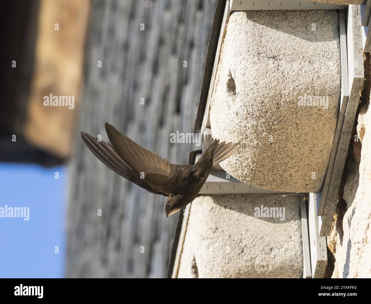 Common swift (Apus apus), adult bird in flight leaving its nest, which ...