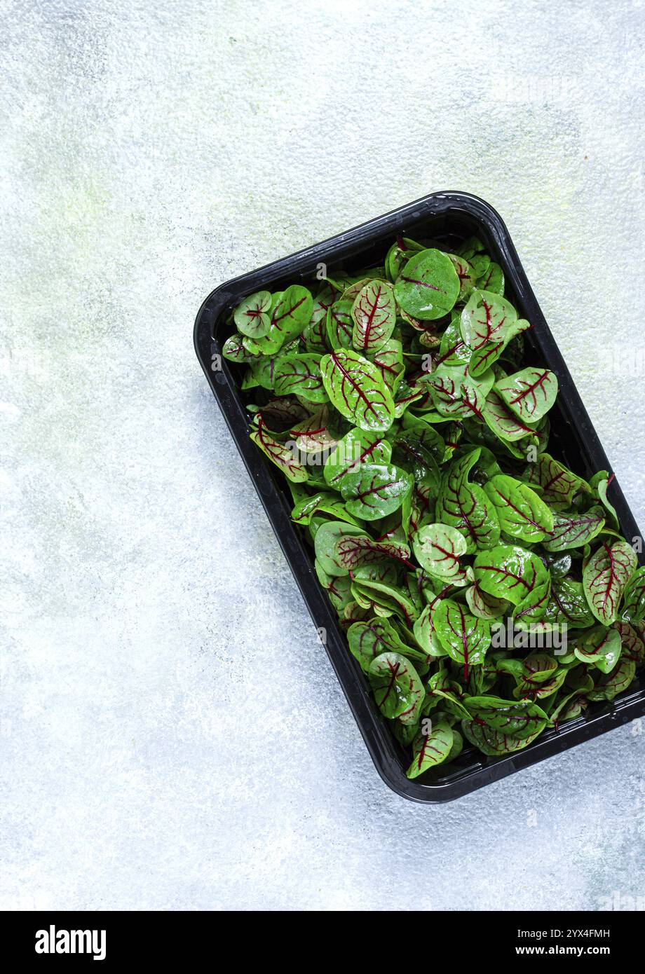 Sorrel, bloody Mary, fresh baby sorrel leaves, with red veins ...