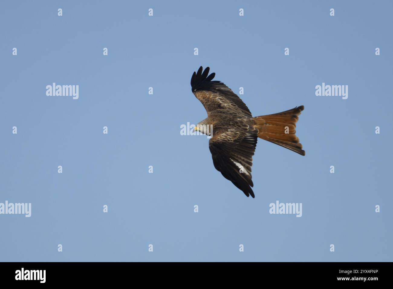 Red kite (Milvus milvus) adult bird of prey flying against a blue sky ...