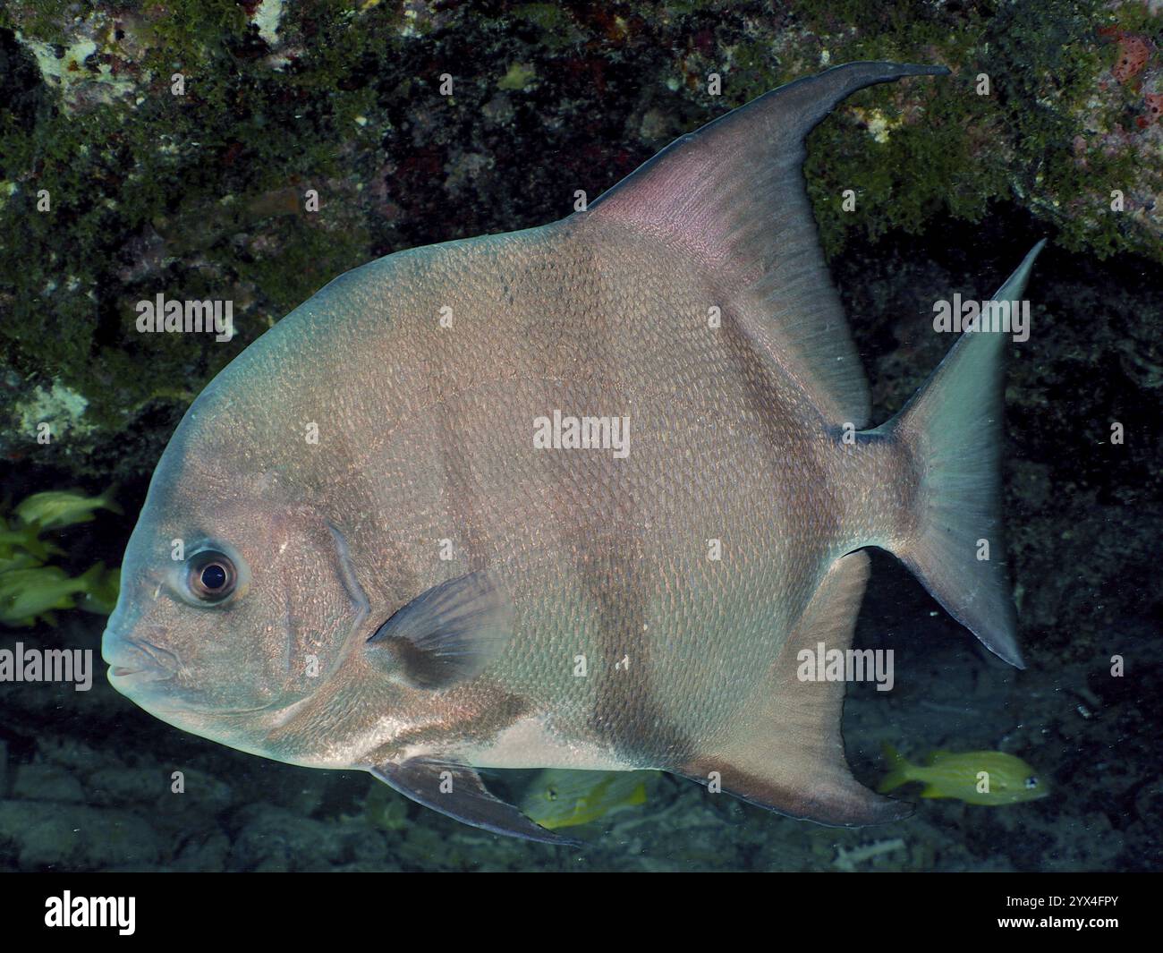Underwater moss north america hi-res stock photography and images - Alamy