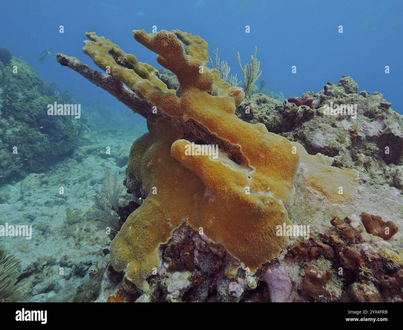 A colourful elkhorn coral (Acropora palmata) dominates the underwater ...