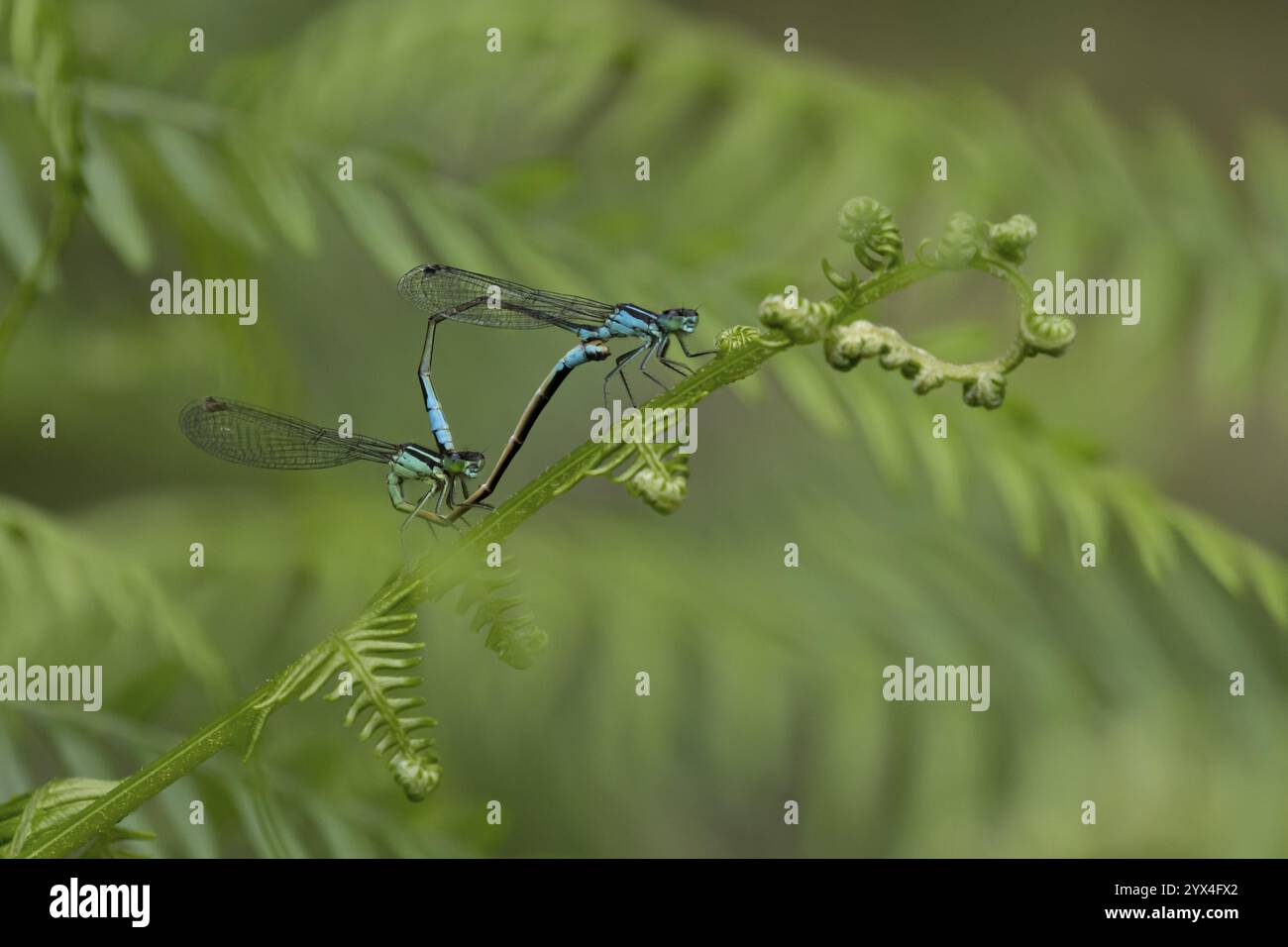 Blue tailed damselfly (Ischnura elegans) adult male and female insects ...