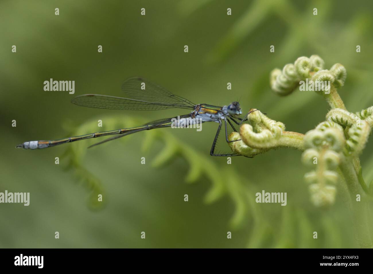 Emerald damselfly (Lestes sponsa) adult insect on a Bracken plant leaf ...