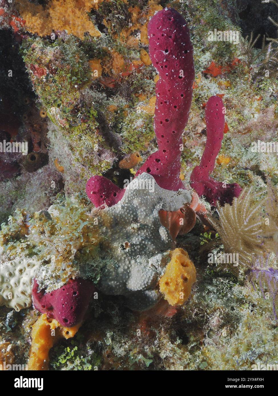 Colourful sea sponges in various shapes and colours, including upright ...