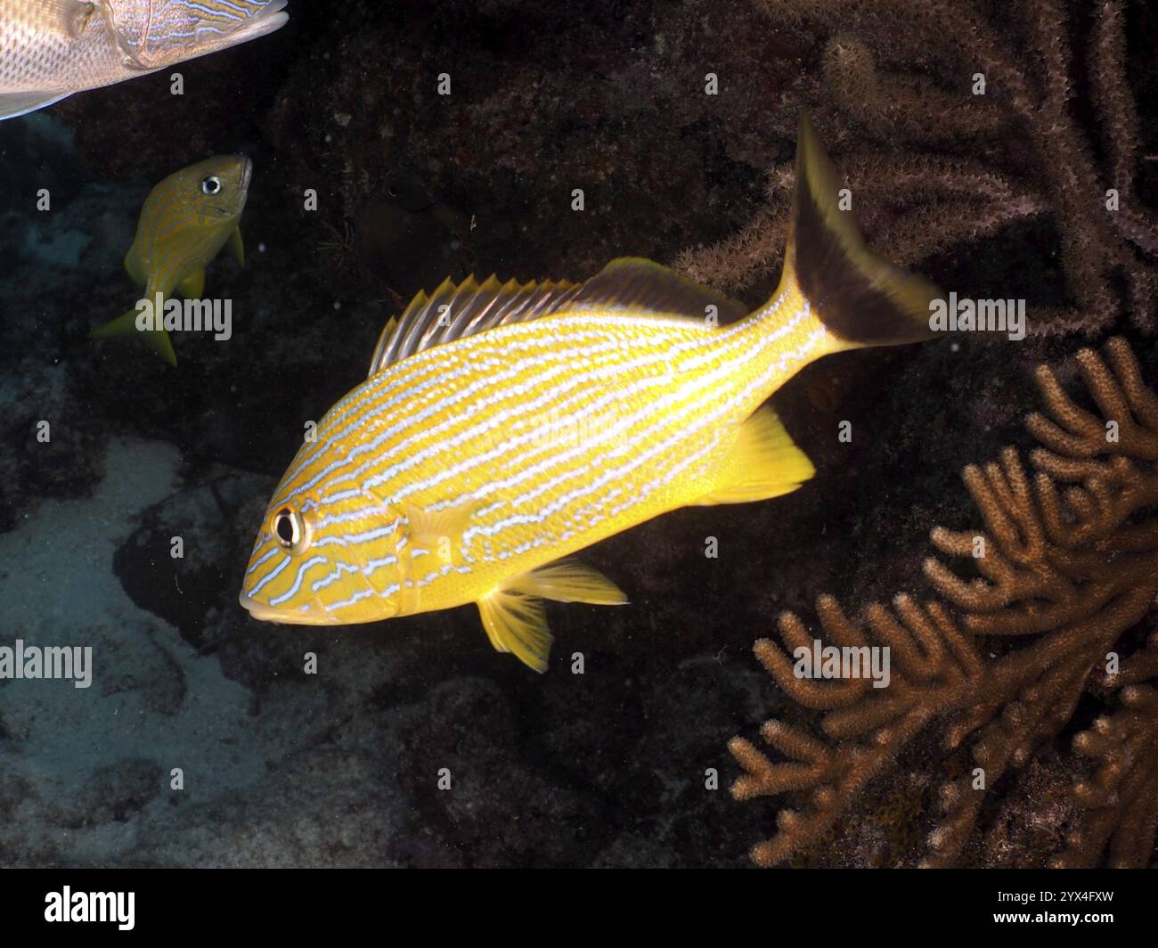 Yellow striped fish, bluestriped grunt (Haemulon sciurus), swimming ...