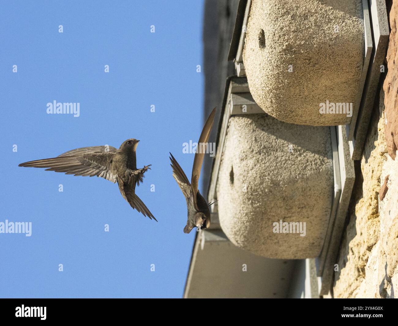 Common swift (Apus apus), adult pair in flight, one leaving its nest ...